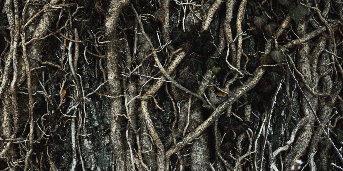 Tree Root Mapping Using GPR | GeoScan | British Columbia