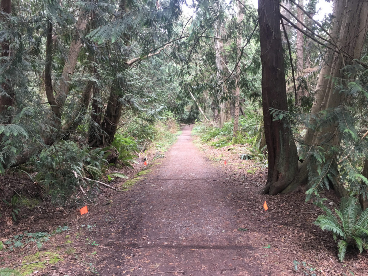 Tree Root Mapping Projects in British Columbia | GeoScan